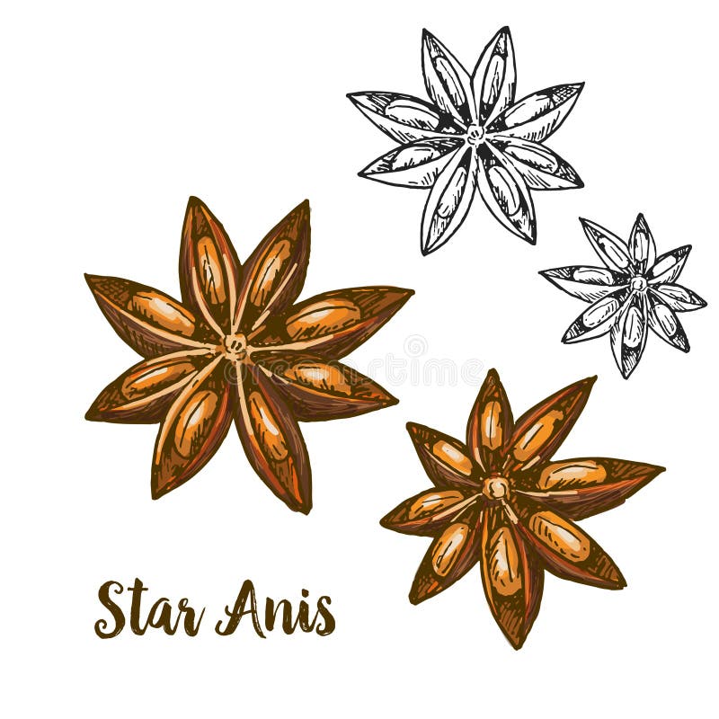 Full Color Realistic Sketch Illustration of Star Anis Stock Vector ...