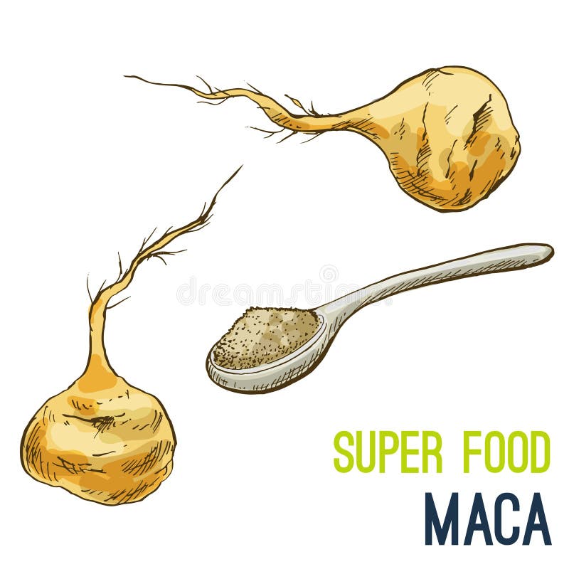 Full Color Super Food Hand Drawn Sketch Stock Vector - Illustration of ...