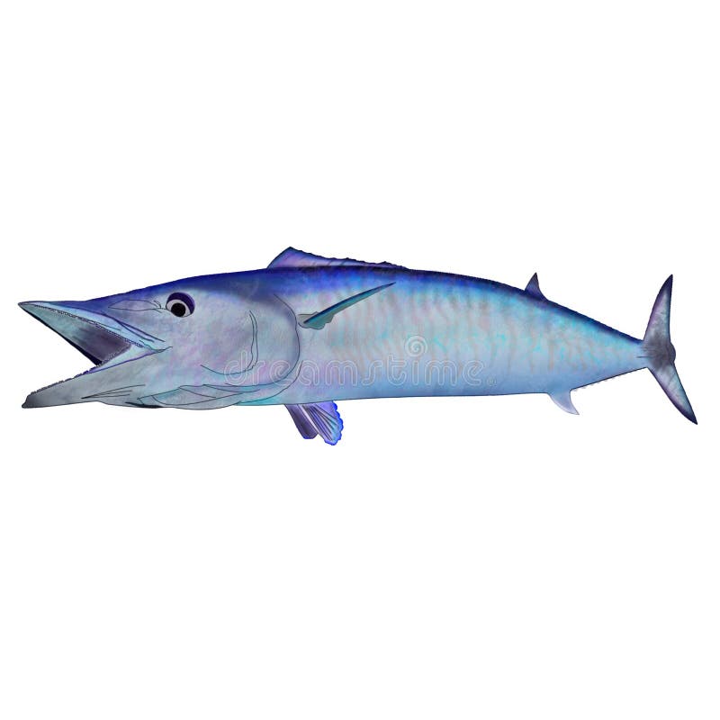 Wahoo Fish Stock Illustrations – 71 Wahoo Fish Stock Illustrations ...