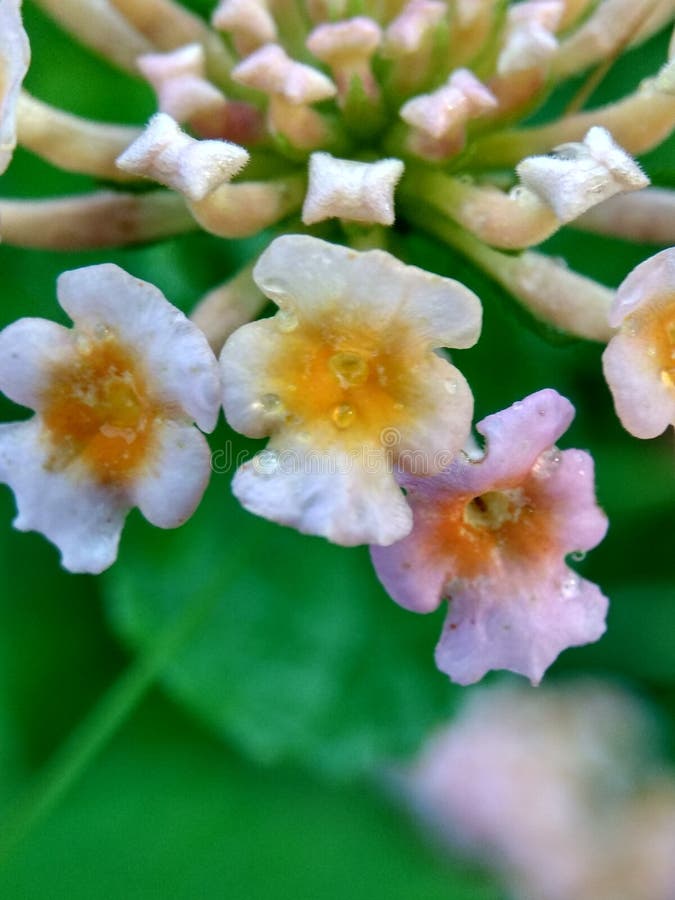 Full Colour Beautiful Flowers Stock Photo - Image of beautiful, colour ...