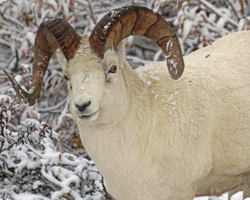 Full curl Texas Dall ram stock photo. Image of curl, exotics - 82900752
