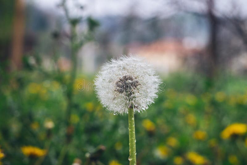 Full Dandelion in the Garden Stock Image - Image of spring, person ...