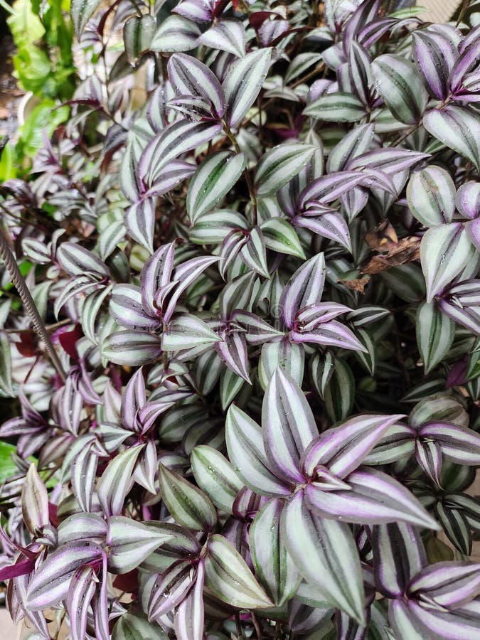 Full density leaves stock photo. Image of plant, full - 270123336