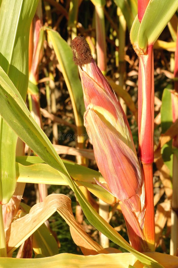 Corn Cob Damage from Heat and Drought Stock Photo - Image of color ...