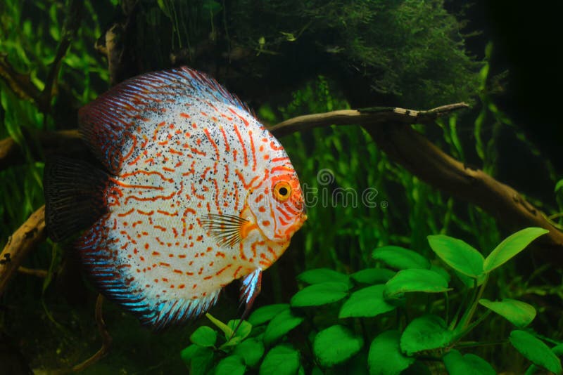 Red and White Discus Fish on Dark Aquarium Stock Image - Image of ...