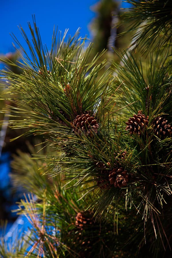 Pinecone cone stock image. Image of cone, thorns, pine - 362608281