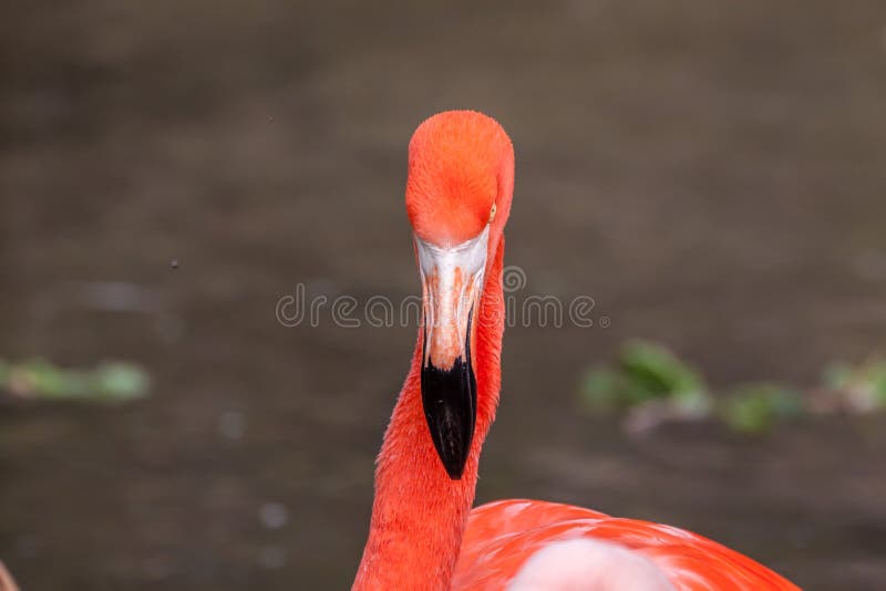 Full-face of American Flamingo Stock Photo - Image of wings, striped ...