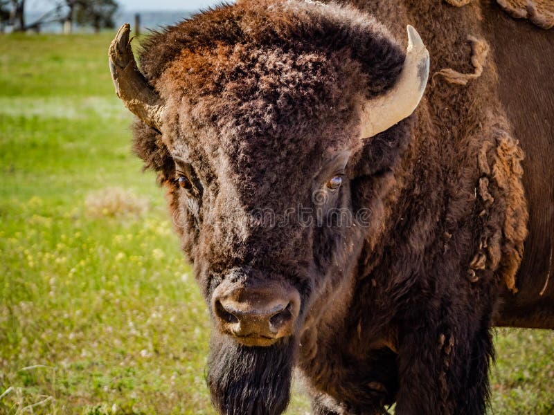 American Bison in Prairie Field Stock Image - Image of grass, mammal ...
