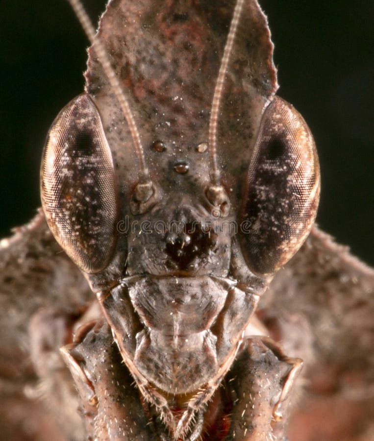 Full Face of Brown Ghost Mantis Stock Image - Image of beetle, ghost ...