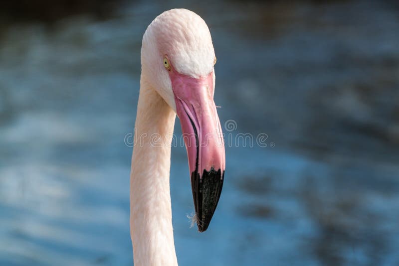 Face Flamingo Pink Phoenicopterus Roseus Stock Image - Image of bird ...