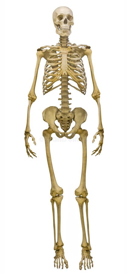 Full-face Human Skeleton on White Stock Photo - Image of science, death ...