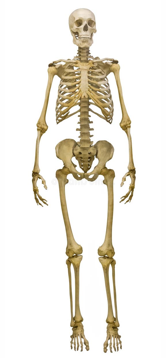 Full-face Human Skeleton on White Stock Photo - Image of science, death ...