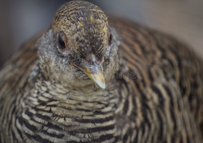 Full-face of Pheasant Female Stock Photo - Image of birds, feather ...