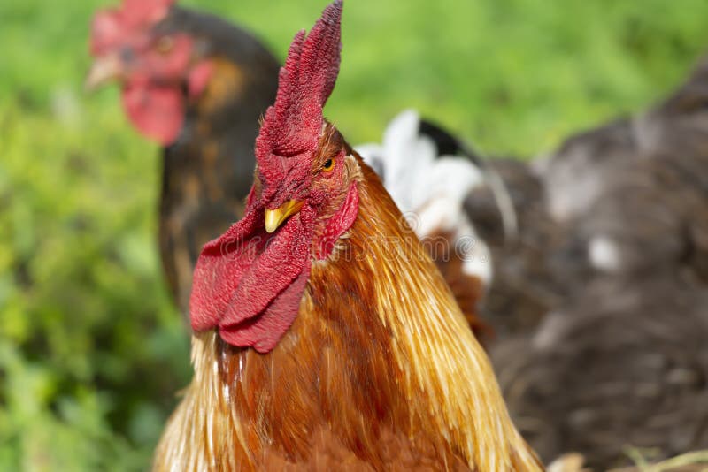 Angry Hens Stock Photos - Free & Royalty-Free Stock Photos from Dreamstime