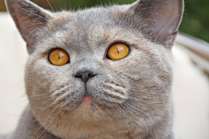 Full face shorthair cat stock photo. Image of macro, beautiful - 26150248