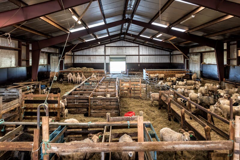 Full farm of sheep stock image. Image of domestic, animals - 206746695