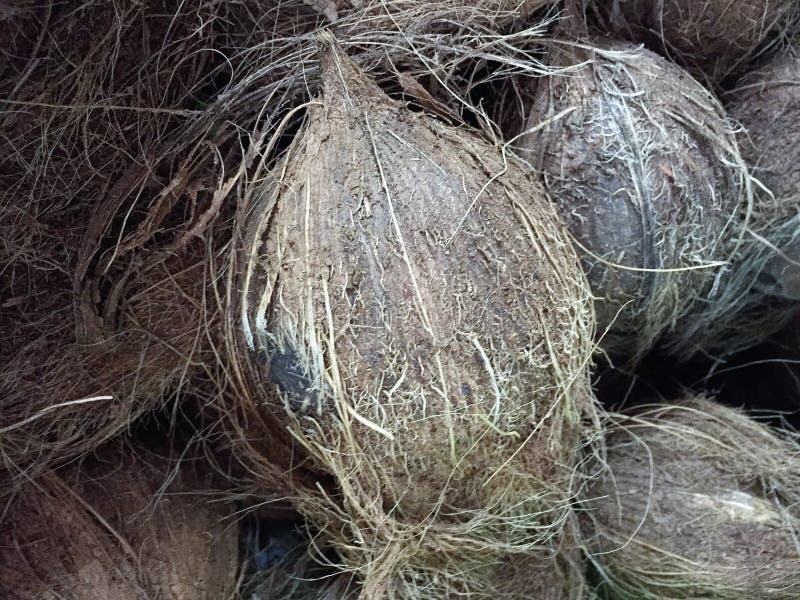 Full fibrous coconut shell stock image. Image of full - 97157771