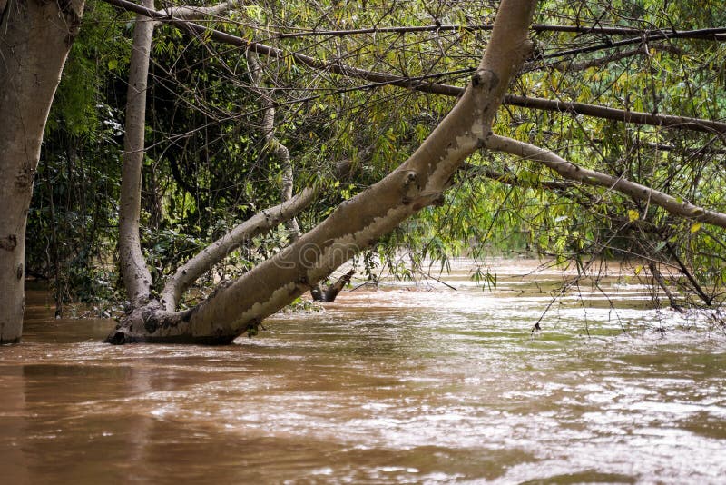 Full Flooding in the River. Stock Image - Image of beautiful ...