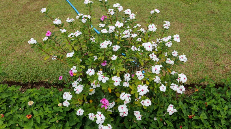 Full flower in a garden stock image. Image of plant - 204259229