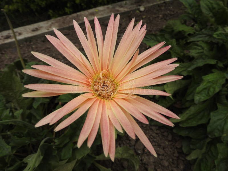 Full flower stock photo. Image of size, flower, full - 116371806