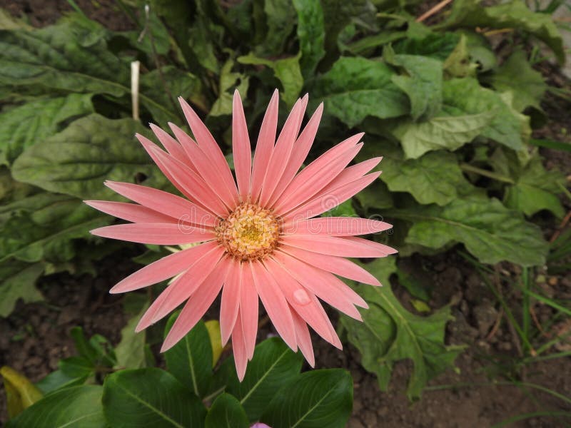 Full flower stock photo. Image of size, flower, full - 116371812