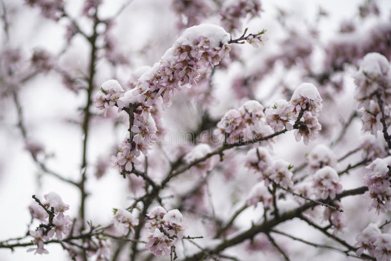 Full Flowering Almond Tree in Snowfall. Stock Photo - Image of grass ...