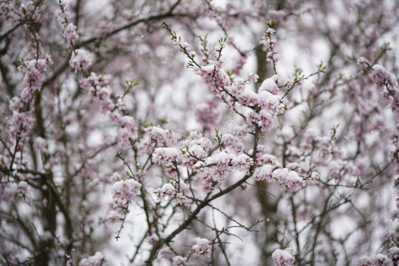 Full Flowering Almond Tree in Snowfall. Stock Image - Image of park ...