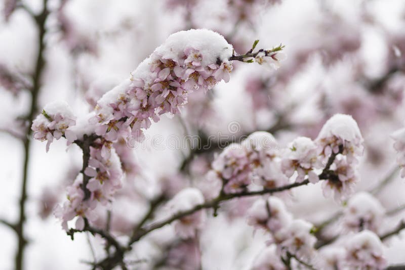 Full Flowering Almond Tree in Snowfall. Stock Photo - Image of japanese ...
