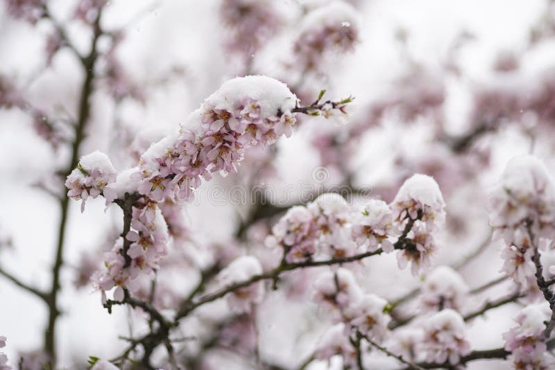 Full Flowering Almond Tree in Snowfall. Stock Image - Image of green ...