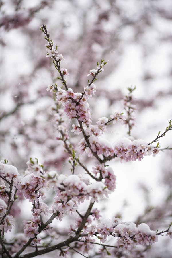 Full Flowering Almond Tree in Snowfall. Stock Photo - Image of garden ...
