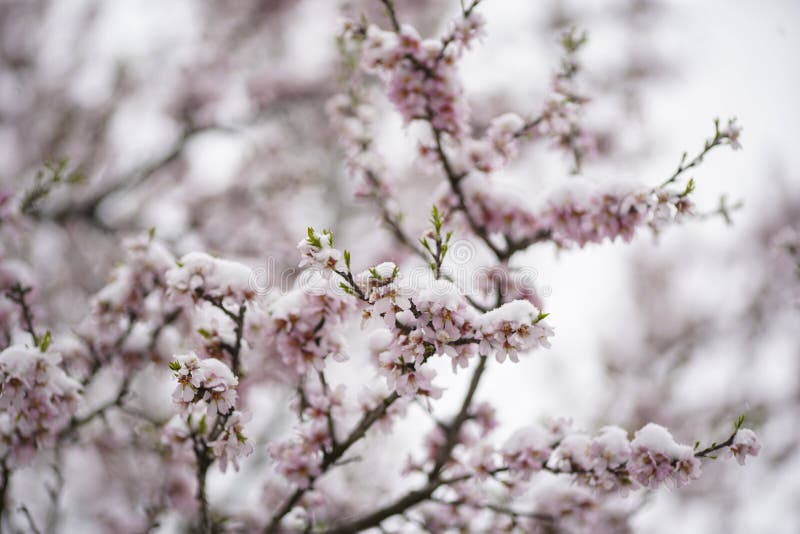 Full Flowering Almond Tree in Snowfall. Stock Image - Image of ...