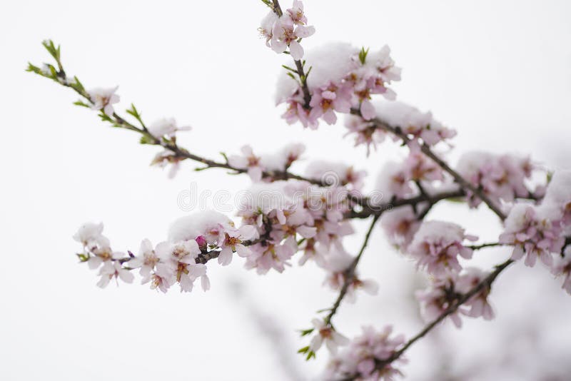 Full Flowering Almond Tree in Snowfall. Stock Photo - Image of japanese ...