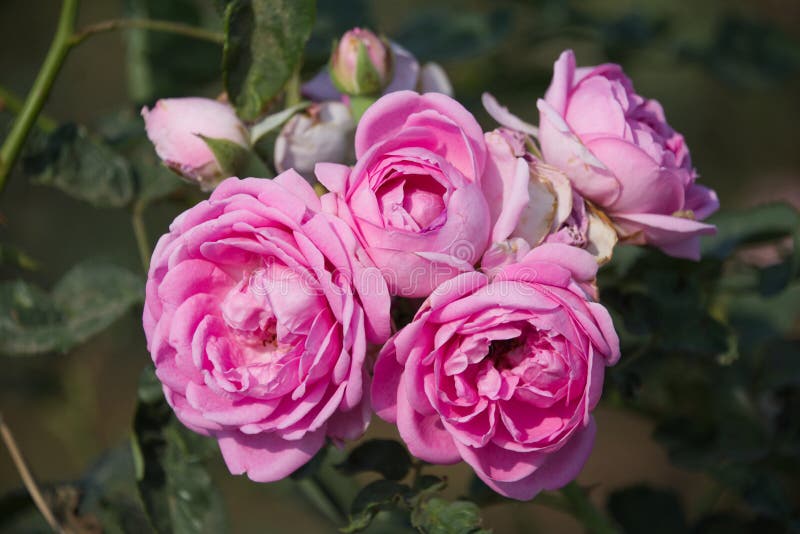 Full Focused Image of Pink Fresh Rose Stock Photo - Image of pink, four ...