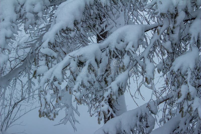 Bare Deciduous Bush and Tree Branches Covered in Deep Snow Stock Image ...