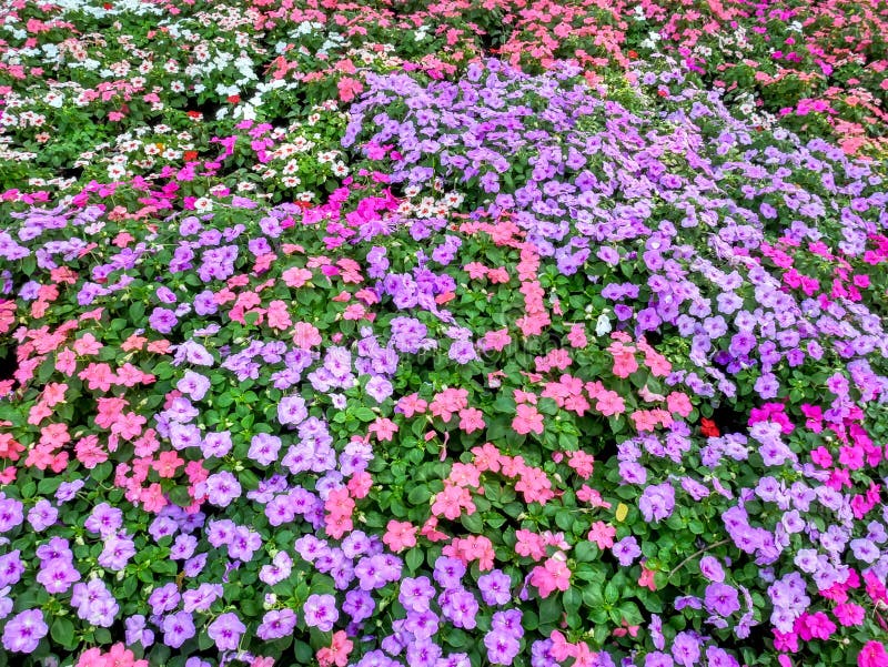 1,144 Periwinkle Field Stock Photos - Free & Royalty-Free Stock Photos ...