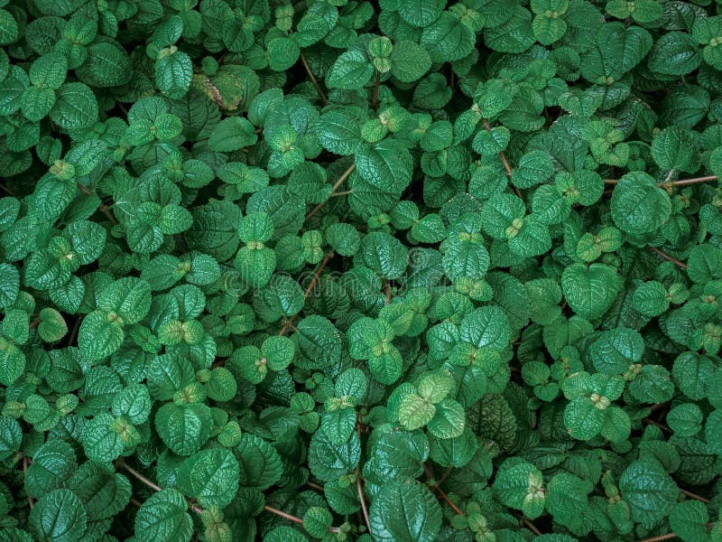 Full Frame Background of Fresh Green Mint Plants Stock Photo - Image of ...