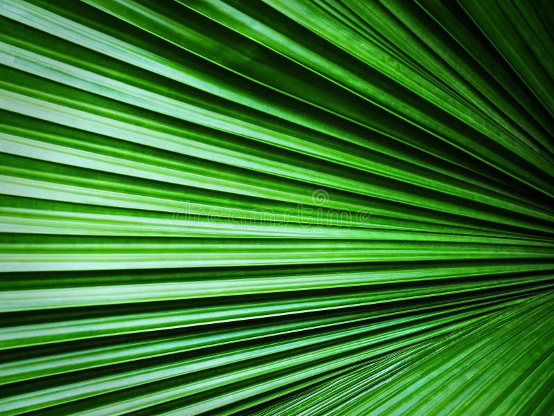 Background Of Green Palm Leaf Texture Stock Image Image Of Abstract
