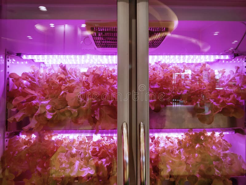 Hydroponic Vegetables Inside the Temperature Controlled Cabinet with ...