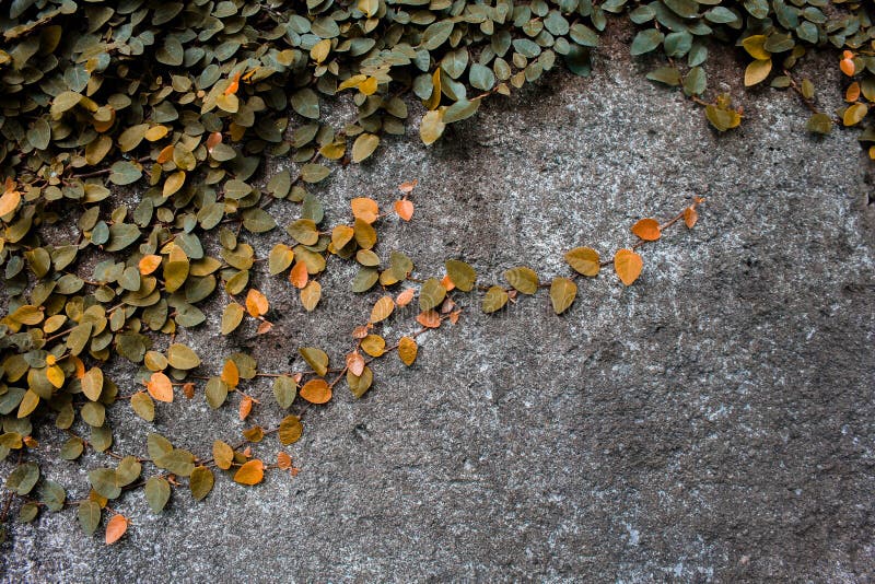 The Leaves are Crawling on the Rough Cement Wall Stock Image - Image of ...