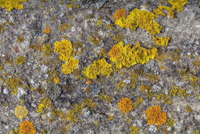 Colorful lichen stock image. Image of outdoor, overgrown - 118062193