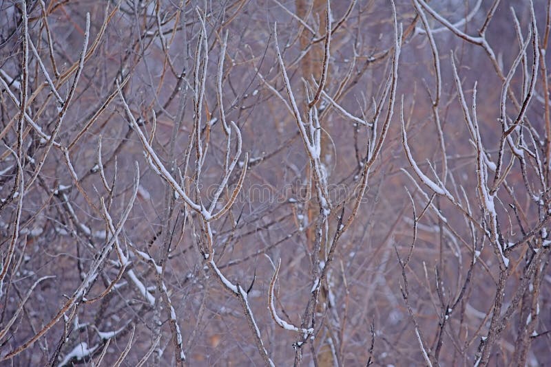 Snow Covereed Bare Tree Branches Texture, Selective Focus Stock Image ...
