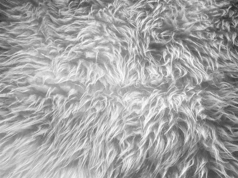 Full Frame Background of Soft White Sheep Wool Stock Image - Image of ...