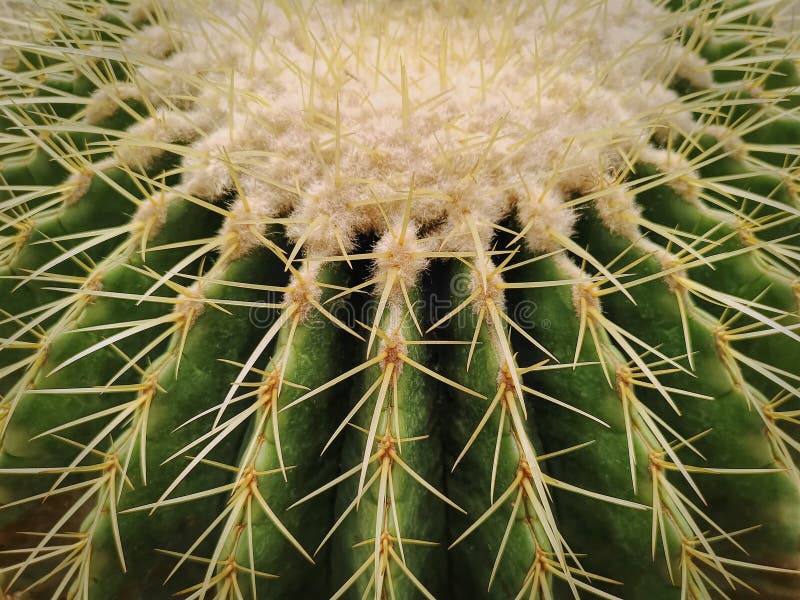 Spiky Desert Plant with Green Leaves Against Clear Blue Sky Stock Photo ...