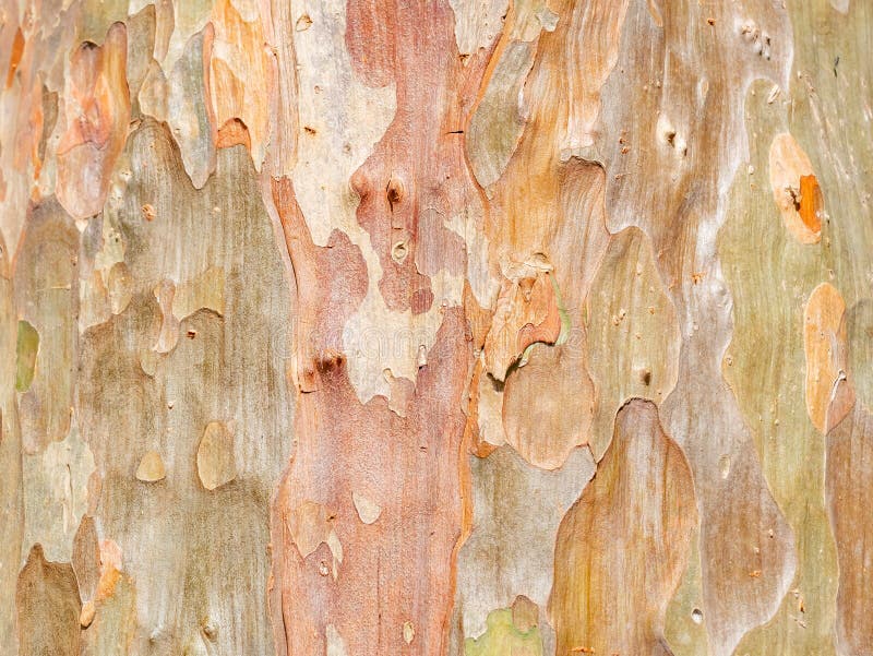 Bark of tree stock image. Image of texture, plant, nature - 190191955