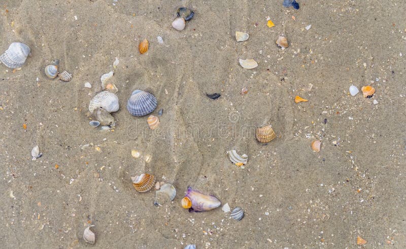 Seashells on a beach stock photo. Image of seashell - 167358324