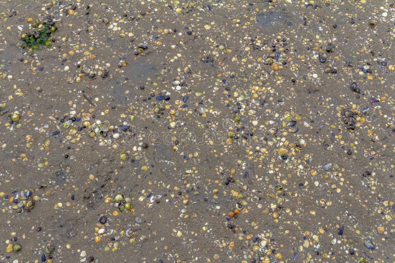 Seashells on a beach stock photo. Image of closeup, layer - 167358412