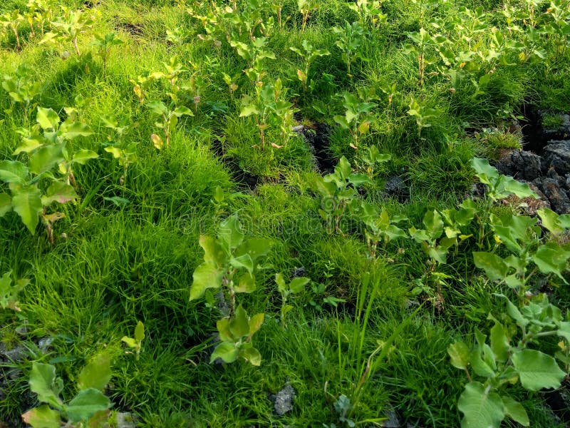 The Land Area is Full of Green Grass Stock Photo - Image of farm, flora ...