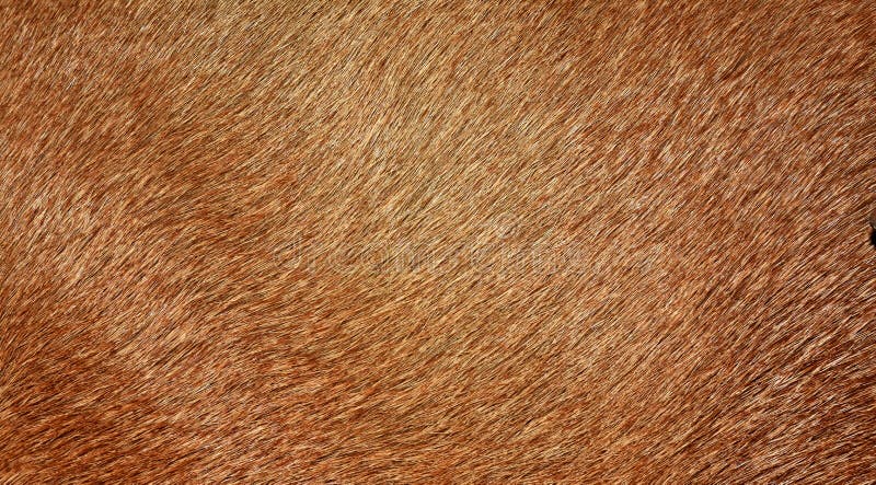 Full Frame Brown Fur, Brown Deer Fur for the Background Stock Photo ...