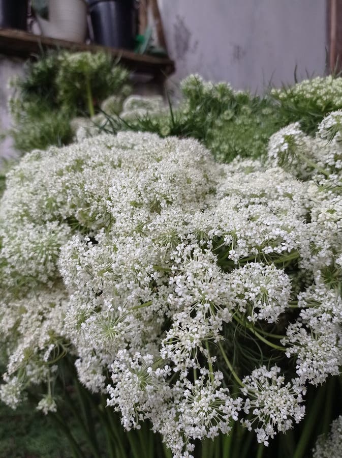 Full Frame of Carrot Flowers Close Up Photo Stock Image - Image of ...