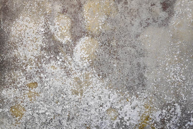 Cement Wall Covered with Algae Stock Image - Image of condition ...